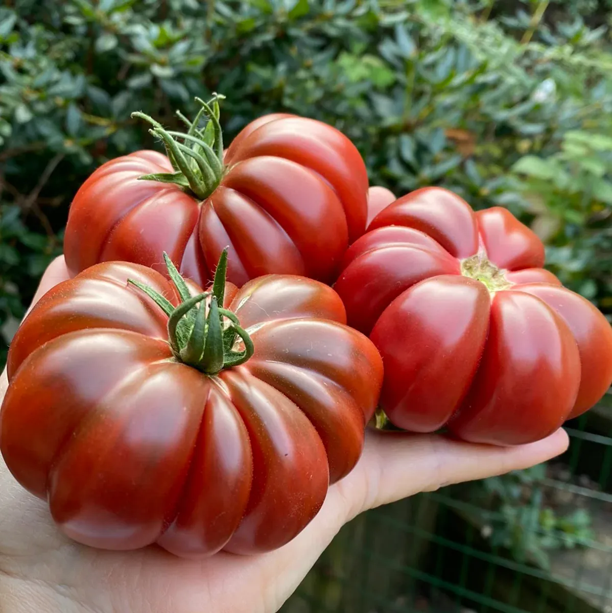 Tomat 'Tim´s Black Ruffles' | Høy kvalitet | Fri frakt over 1000kr